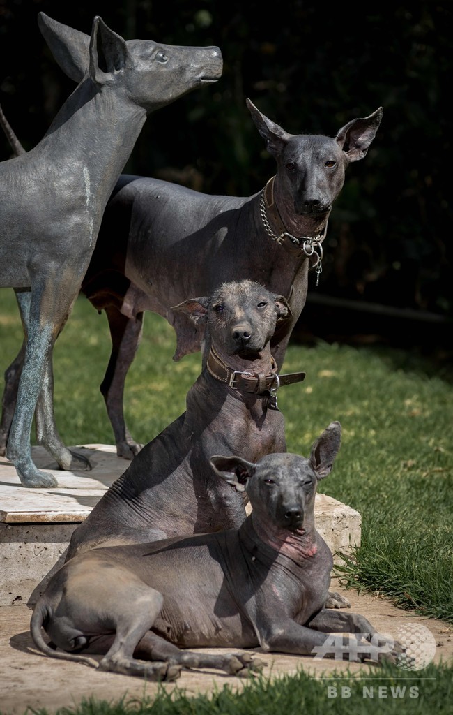 毛のないメキシコの伝統犬ショロイツクインツレヒップスター時代に人気再燃 写真9枚 国際ニュースAFPBB News