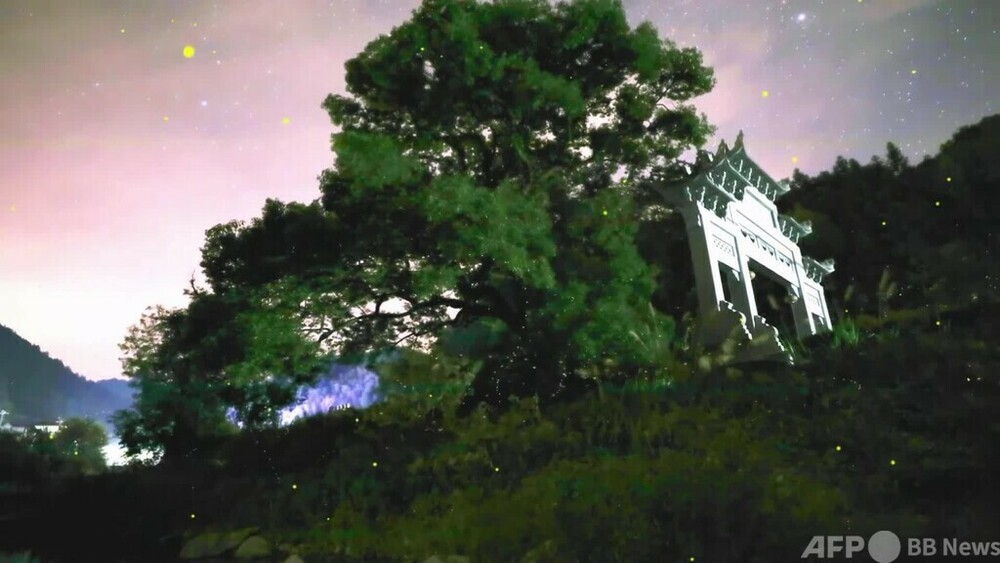 動画山一面に舞うホタル 中国浙江省開化県 写真1枚 国際ニュースAFPBB News