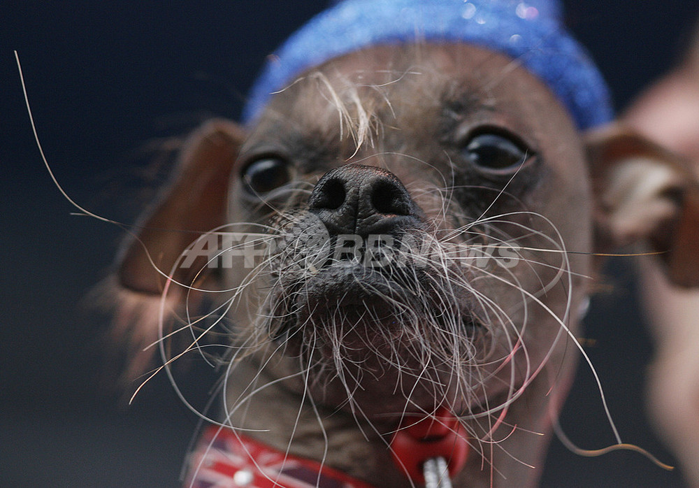世界で最も醜い犬コンテスト米カリフォルニアで開催 写真29枚 国際ニュースAFPBB News