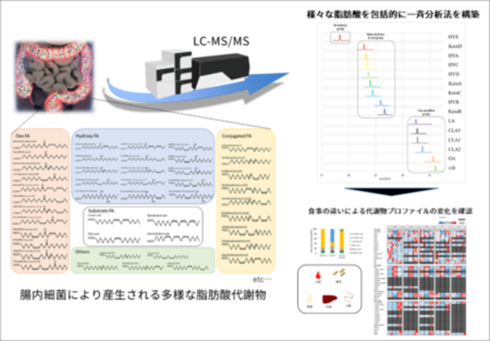 NOSTER、腸内細菌が作り出す脂肪酸代謝物を包括的に分析する手法を構築 写真1枚 国際ニュース：AFPBB News