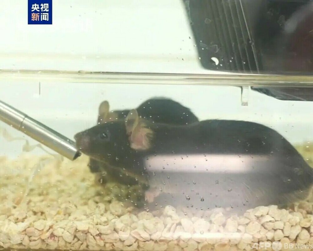 「宇宙マウス」4匹が中国宇宙船に搭乗し無事に地球へ帰還 写真1枚 国際ニュース：AFPBB News