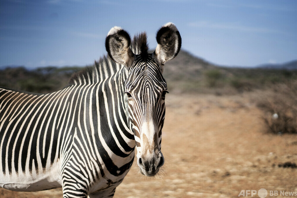 男性襲ったシマウマ射殺 米 写真3枚 国際ニュース：AFPBB News