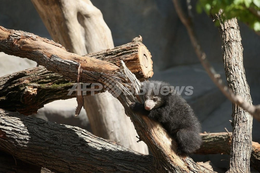 生後3か月の「ナマケグマ」、米動物園で公開 写真8枚 国際ニュース：AFPBB News