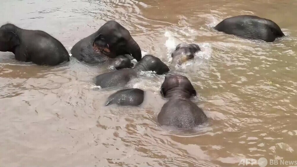 動画：アジアゾウが川で水浴び 中国・雲南省 写真1枚 国際ニュース：AFPBB News