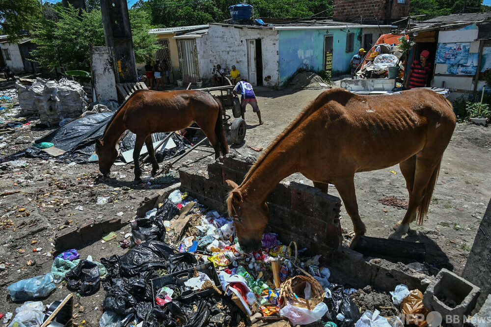 【今日の1枚】スラム街のやせ馬 ブラジル 写真1枚 国際ニュース:afpbb News