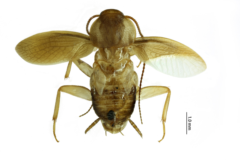 税関で新種のゴキブリ発見 中国・中山市 写真3枚 国際ニュース：AFPBB News