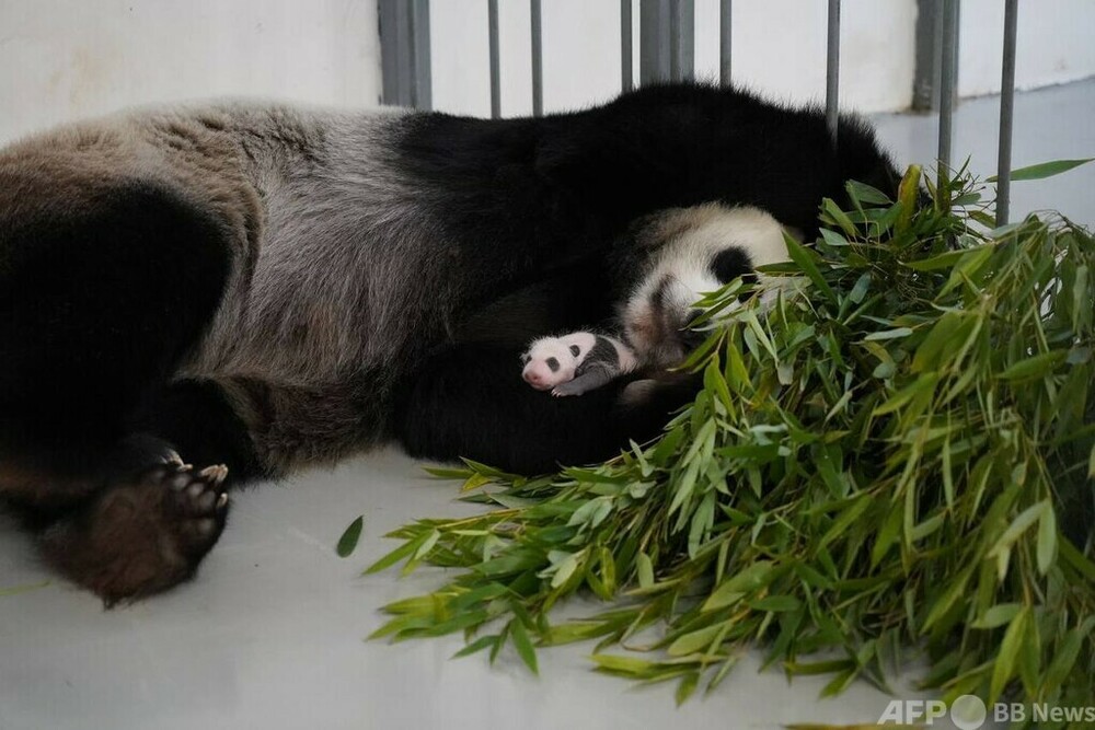 ロシアのモスクワ動物園が新たに赤ちゃんパンダの写真を公開 写真1枚 国際ニュース：AFPBB News