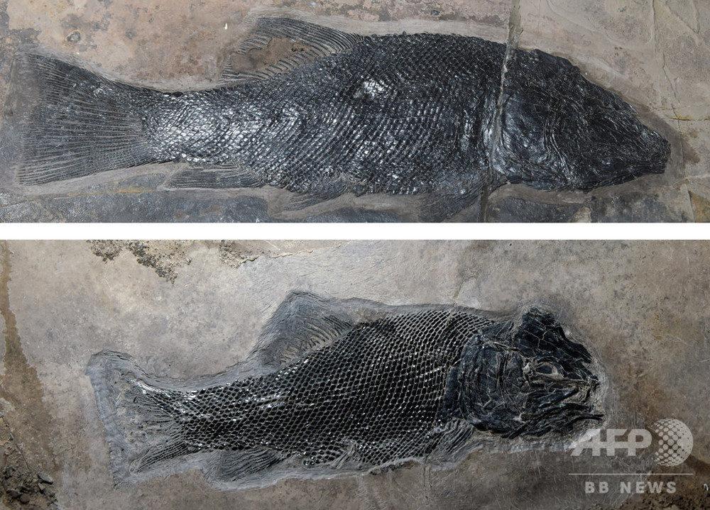 世界で最も完全な「全骨類」魚類の進化系統樹を作成 写真2枚 国際ニュース：AFPBB News
