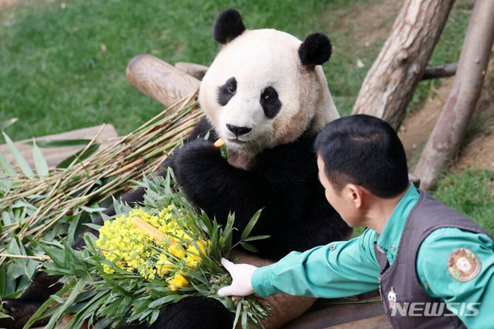 中国に返還されたパンダ「再び韓国に」…市民の請願に「中国にカネ捧げるのか？」厳しい声 写真枚 国際ニュース：AFPBB News