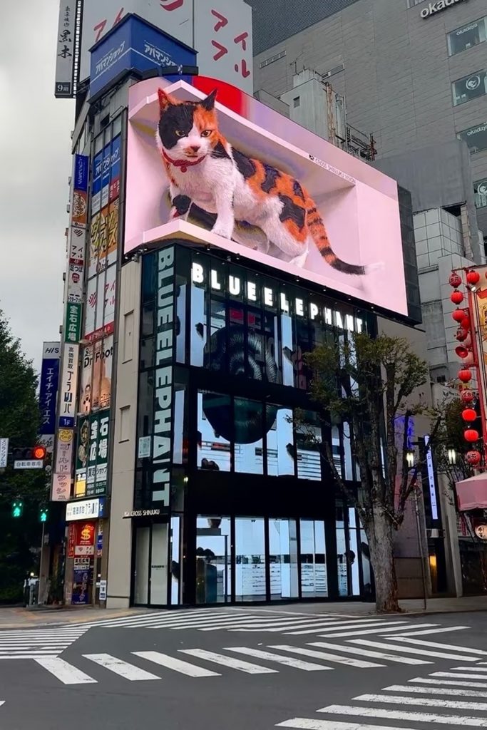 韓国アイウェア「BLUE ELEPHANT」、東京・新宿に日本2号店オープン 写真枚 国際ニュース：AFPBB News