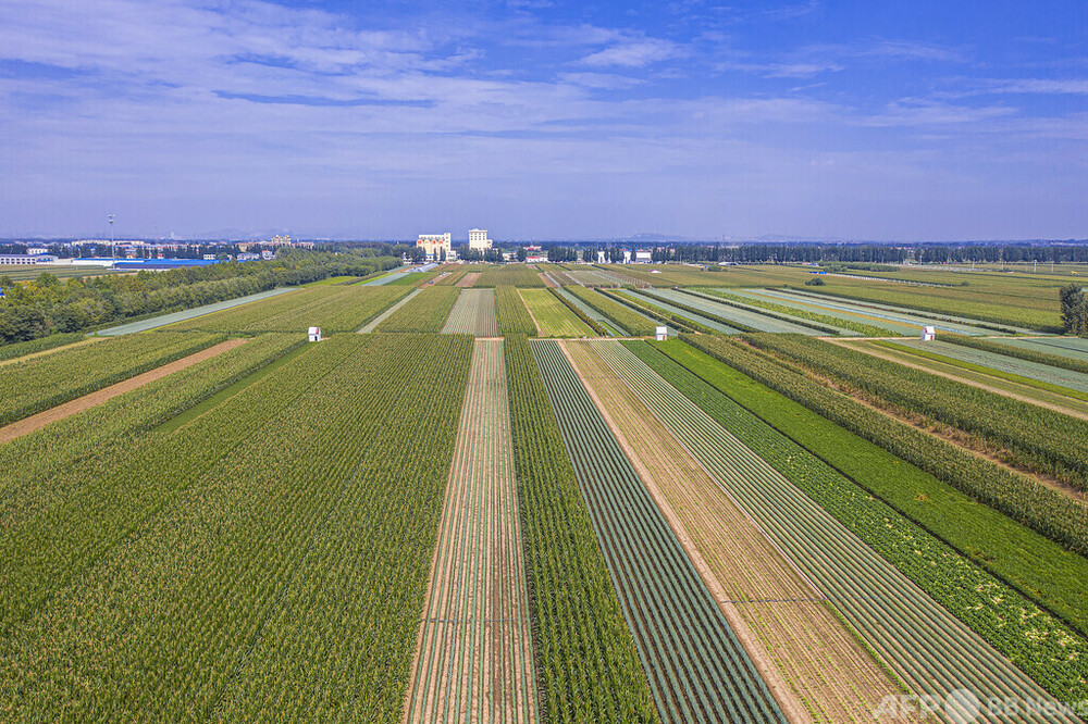 韓国市場に出回るキムチ 50％以上は中国青島産 写真1枚 国際ニュース：AFPBB News