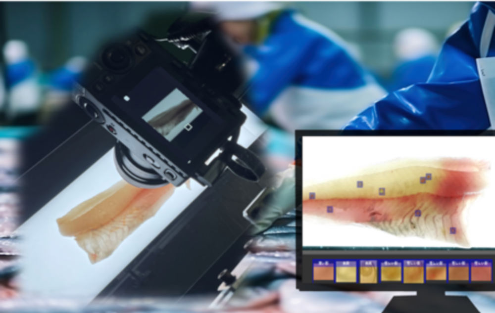 検査AI、アニサキス検知に採用 北海道根室から日本の生食の安全を守る 写真1枚 国際ニュース：AFPBB News