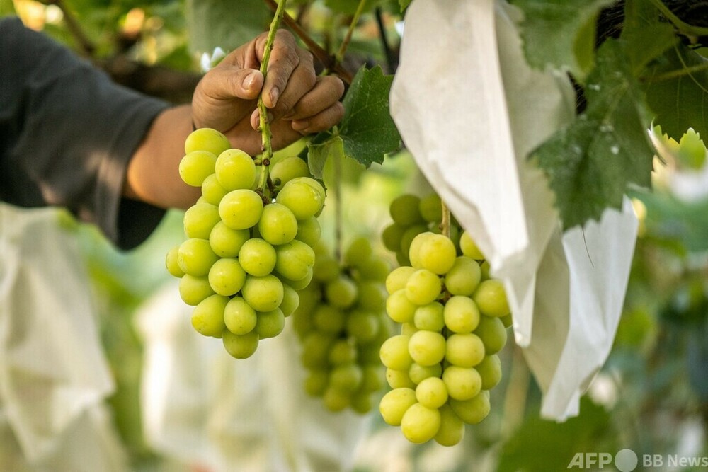 Sour grapes: Japan battles to protect premium fruits 写真4枚 国際ニュース：AFPBB News