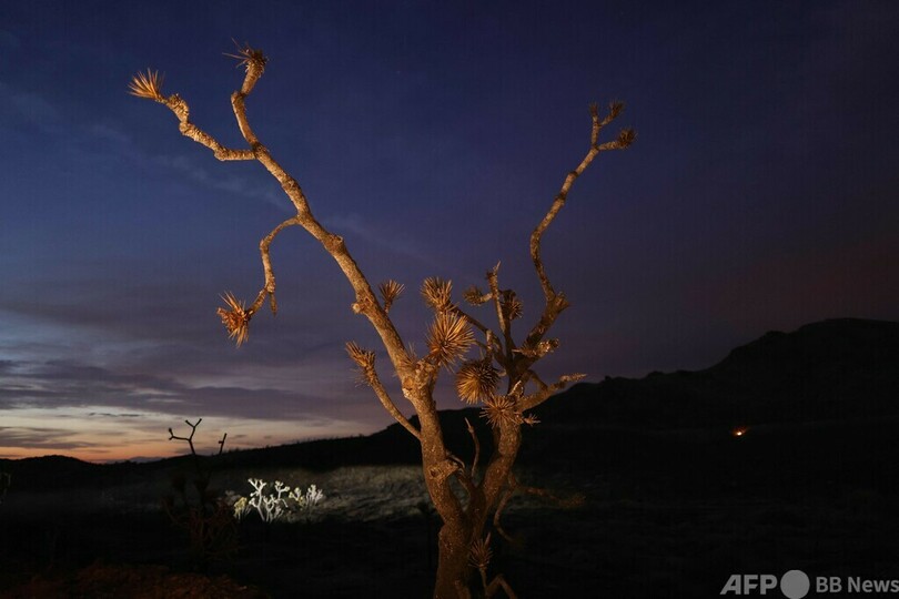 ヨシュア・トゥリー 終了へ [399583221]