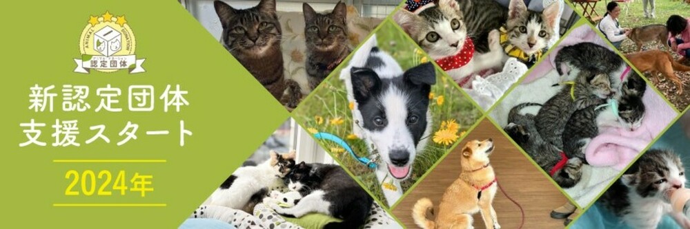 イヌやネコの動物福祉向上に取り組む9団体を新たに認定！活動を支援するためのオンライン寄付受付を12月1日よりスタート 写真1枚 国際ニュース：AFPBB News