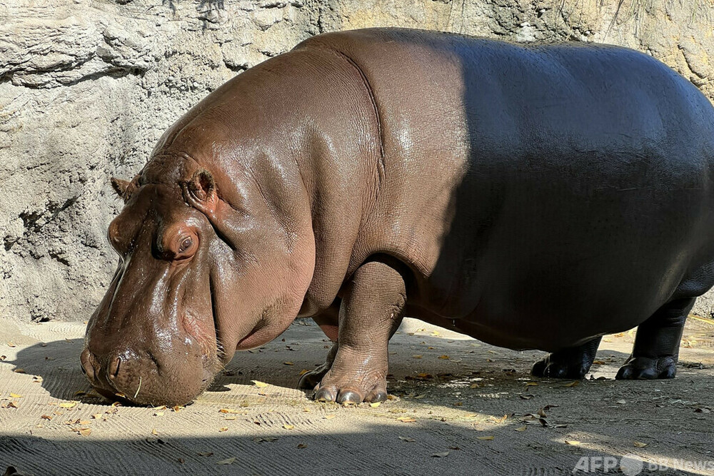 雄として飼育されてきたカバ、雌と判明 大阪 写真1枚 国際ニュース：AFPBB News