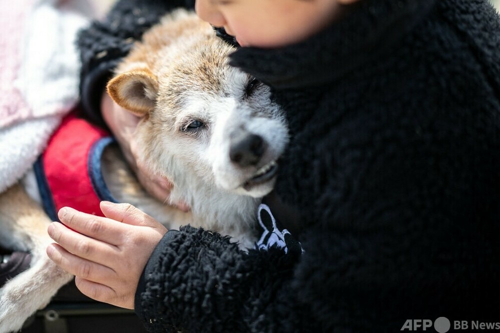Rescue pup to meme star: the real-life 'Dogecoin' dog 写真11枚 国際ニュース ...