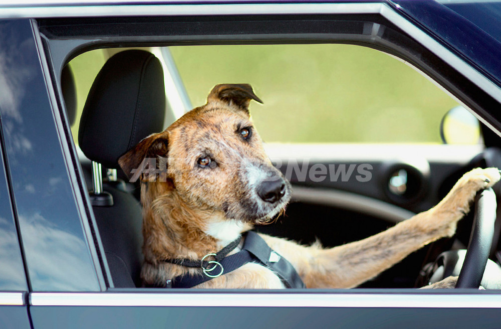 「運転するイヌ」、ニュージーランドで話題沸騰 写真11枚 国際ニュース：AFPBB News