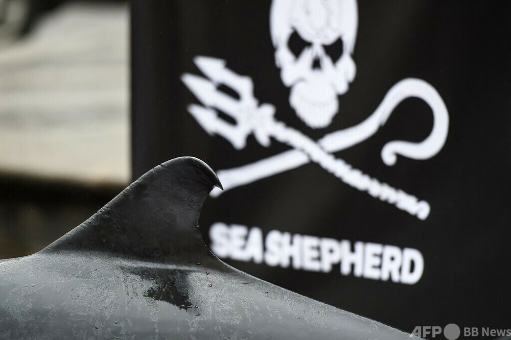シー・シェパード、イルカの死骸並べて非選択的漁法に抗議 写真17枚 国際ニュース：AFPBB News