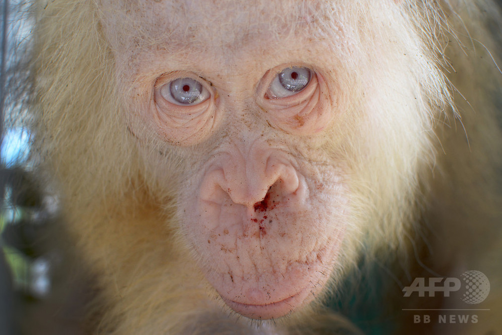 極めて珍しいアルビノのオランウータン、インドネシアで保護 写真2枚 国際ニュース：AFPBB News