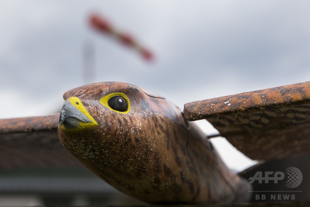 野鳥追い払う「Robird」、空港やごみ処理場で活躍 写真3枚 国際ニュース：AFPBB News