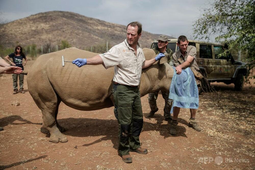 サイの角切断で密猟約80％減 南ア 写真3枚 国際ニュース：AFPBB News