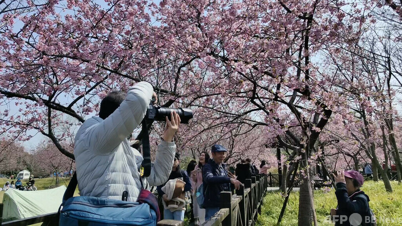 上海に春の訪れ 桜と文化が融合 写真11枚 国際ニュース:afpbb News