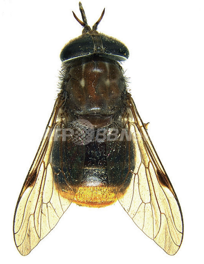 ビヨンセにちなんでアブを命名、豪研究機関 写真5枚 国際ニュース：AFPBB News