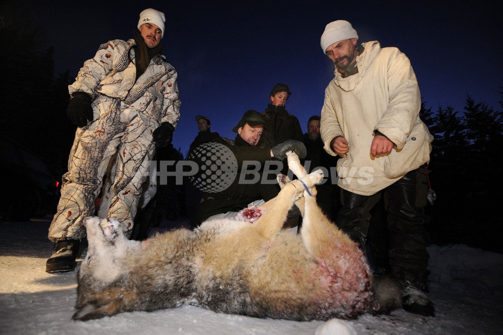スウェーデン、45年ぶりのオオカミ狩り 写真38枚 国際ニュース：AFPBB News