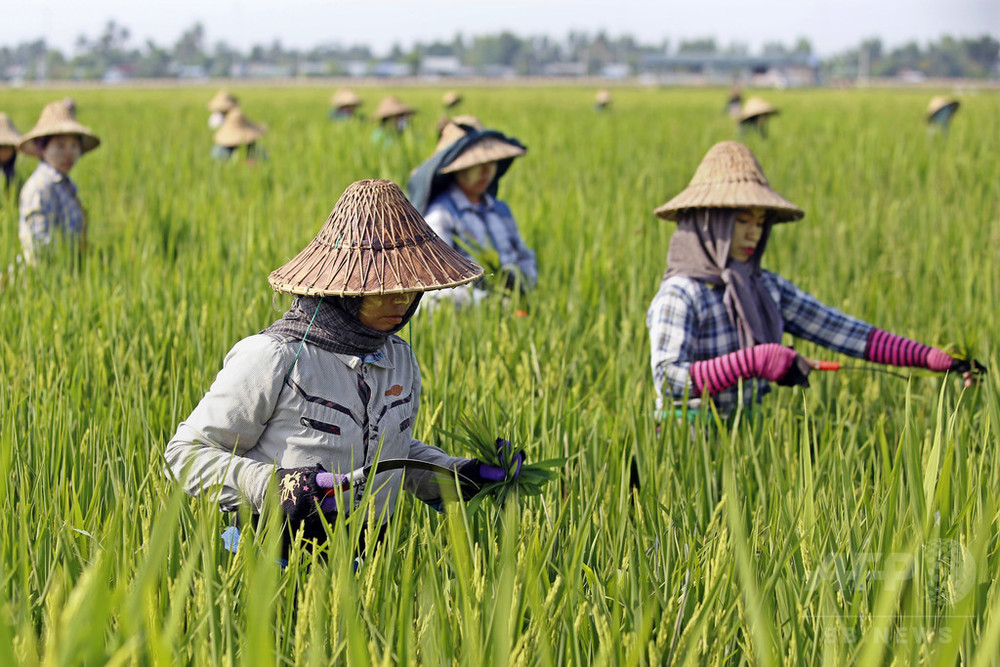 コメに温暖化の「壊滅的」影響、栄養価低下の恐れ 研究 写真1枚 国際ニュース：AFPBB News