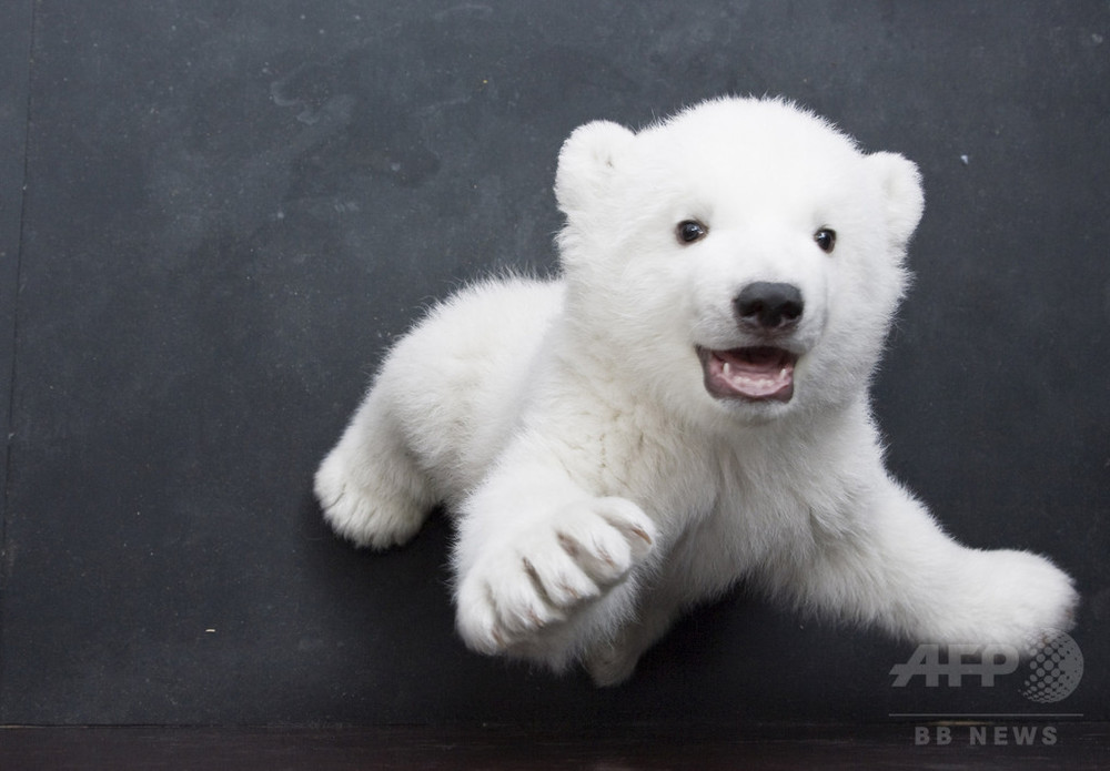 【特集】美しきホッキョクグマ 写真43枚 国際ニュース：AFPBB News