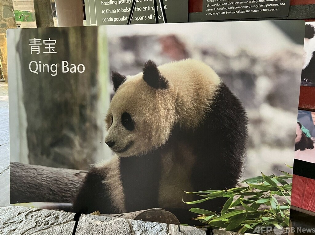 ジャイアントパンダ「ボウリー」と「チンボウ」が渡米へ 写真2枚 国際ニュース：AFPBB News