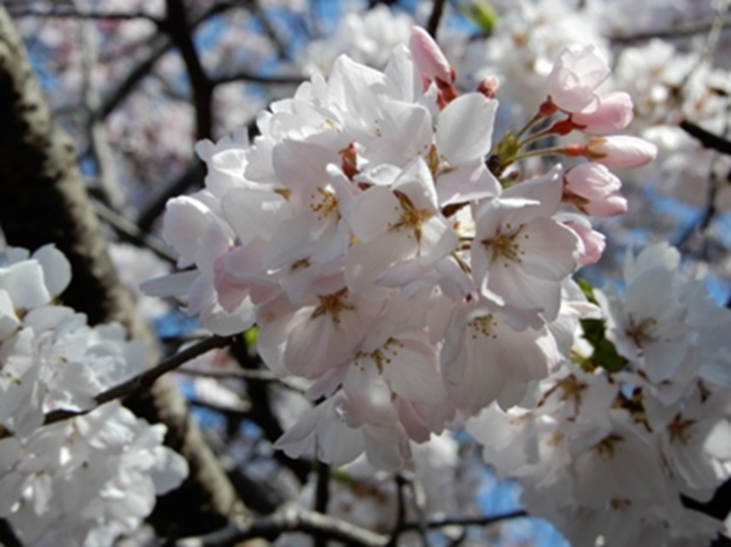 【跡見学園女子大学】キャンパスに自生した新種の桜を『アトミザクラ（跡見桜）』と命名、桜の園芸品種として認定を受ける／学園創立150周年記念式典で発表 写真1枚 国際ニュース：AFPBB News