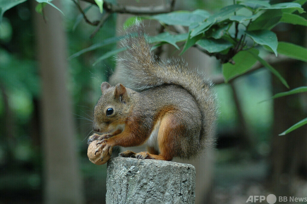 Japan zoo probes possible mass squirrel poisoning 写真1枚 国際ニュース：AFPBB News