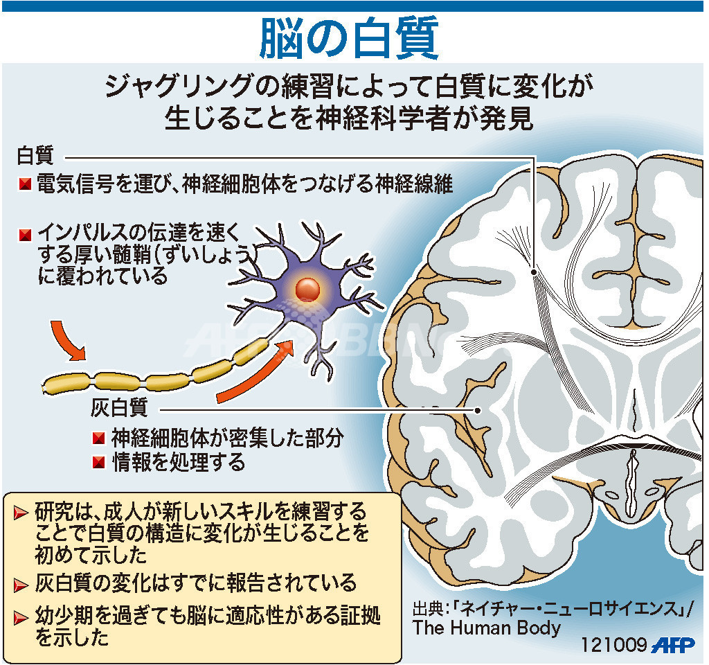 大脳白質病変 グレード 大脳白質病変 治療 Thom 4003