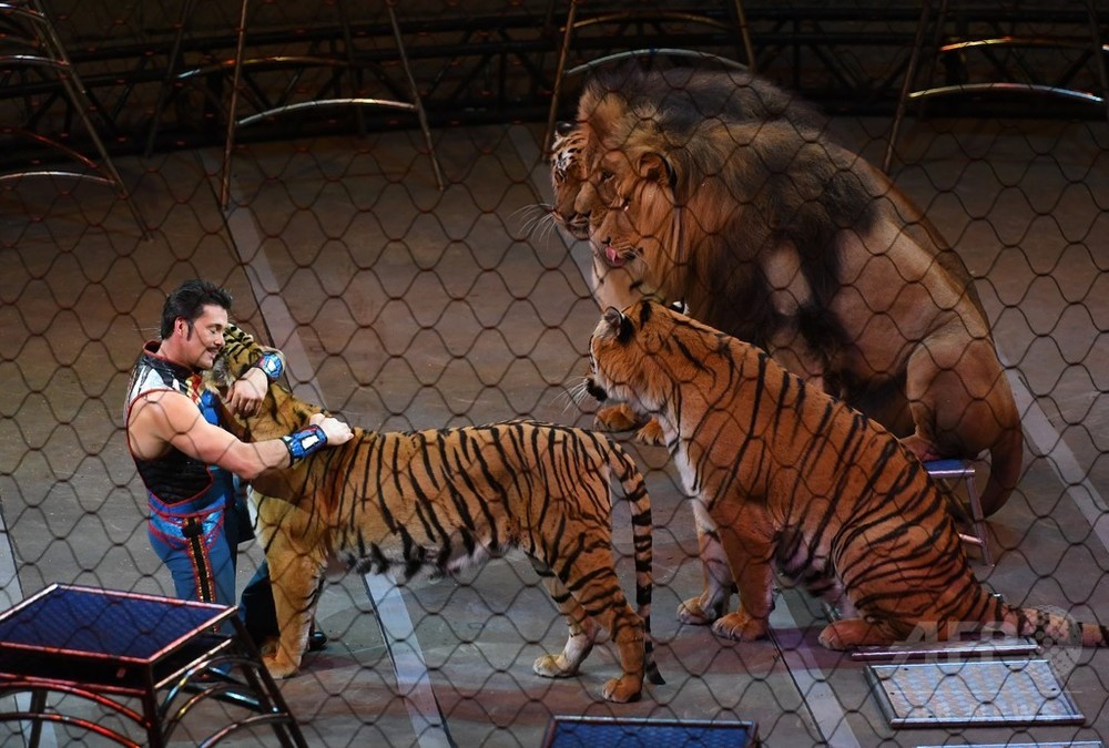 米「リングリング」サーカスが最終公演、146年の歴史に幕 写真20枚 国際ニュース：AFPBB News