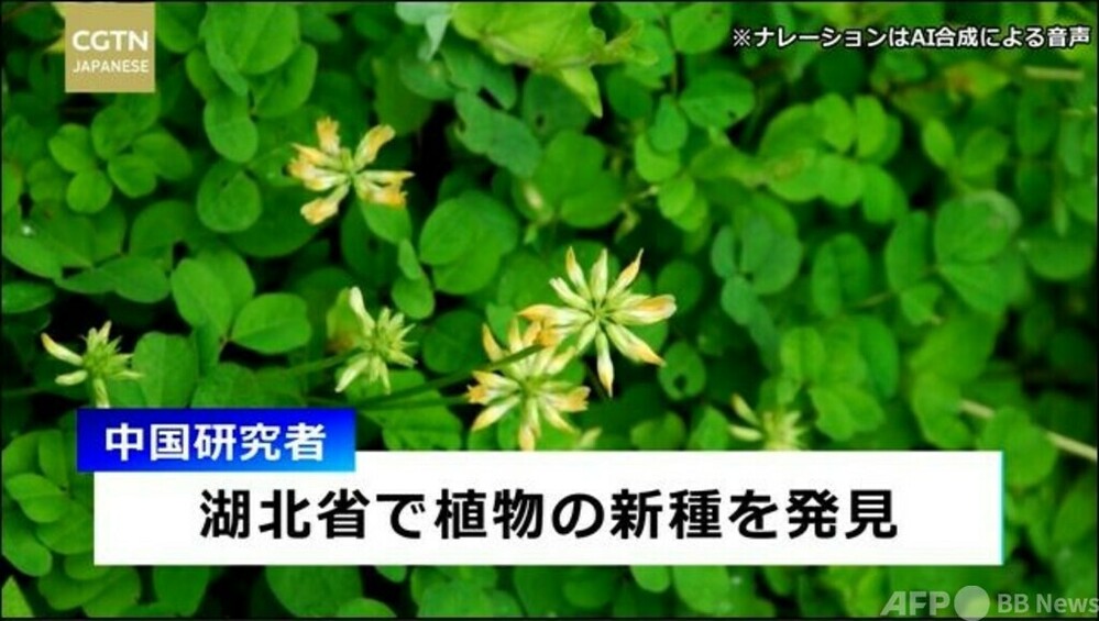 動画：マメ科植物の新種を発見 中国・湖北省 写真1枚 国際ニュース：AFPBB News