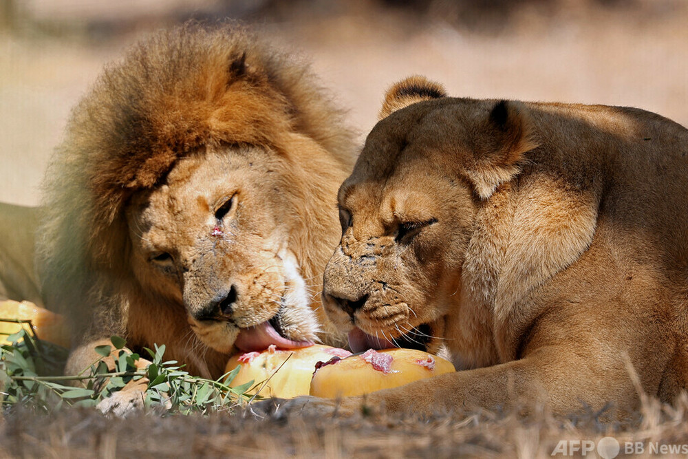Zookeeper dies after apparent lion attack in Japan 写真1枚 国際ニュース：AFPBB News