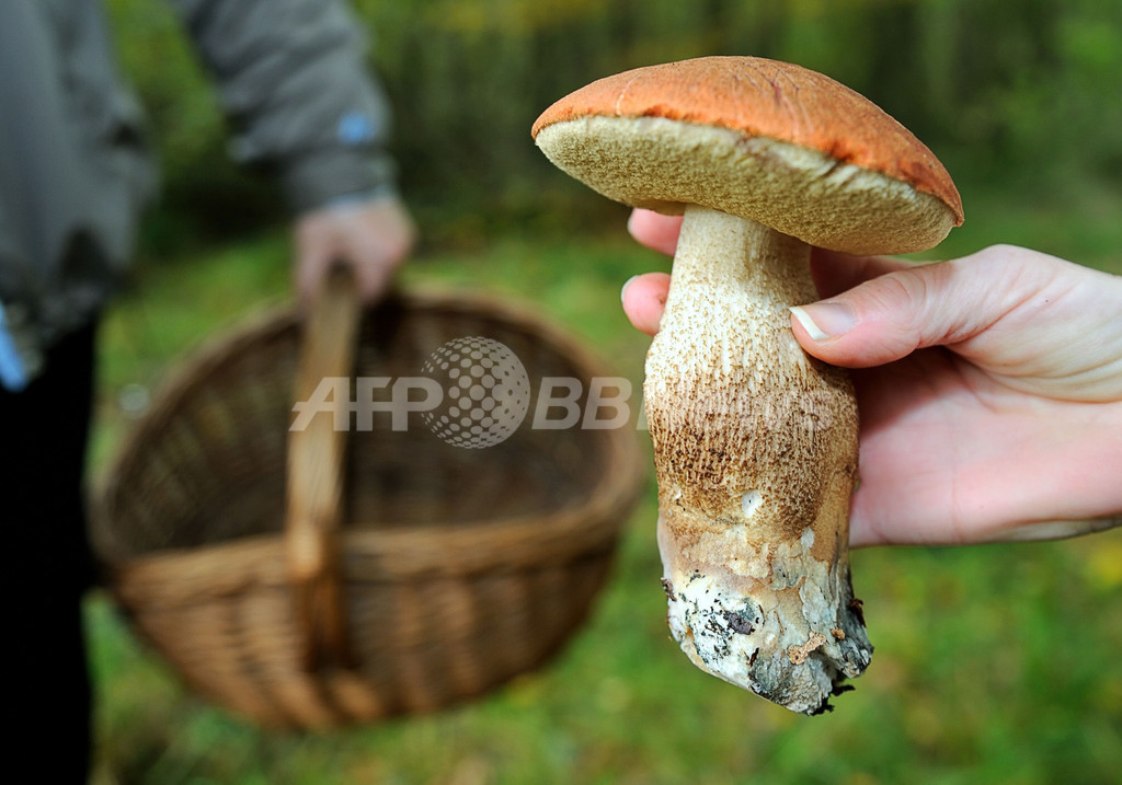 フランスの森にキノコ狩りシーズン到来 写真18枚 国際ニュース：AFPBB News