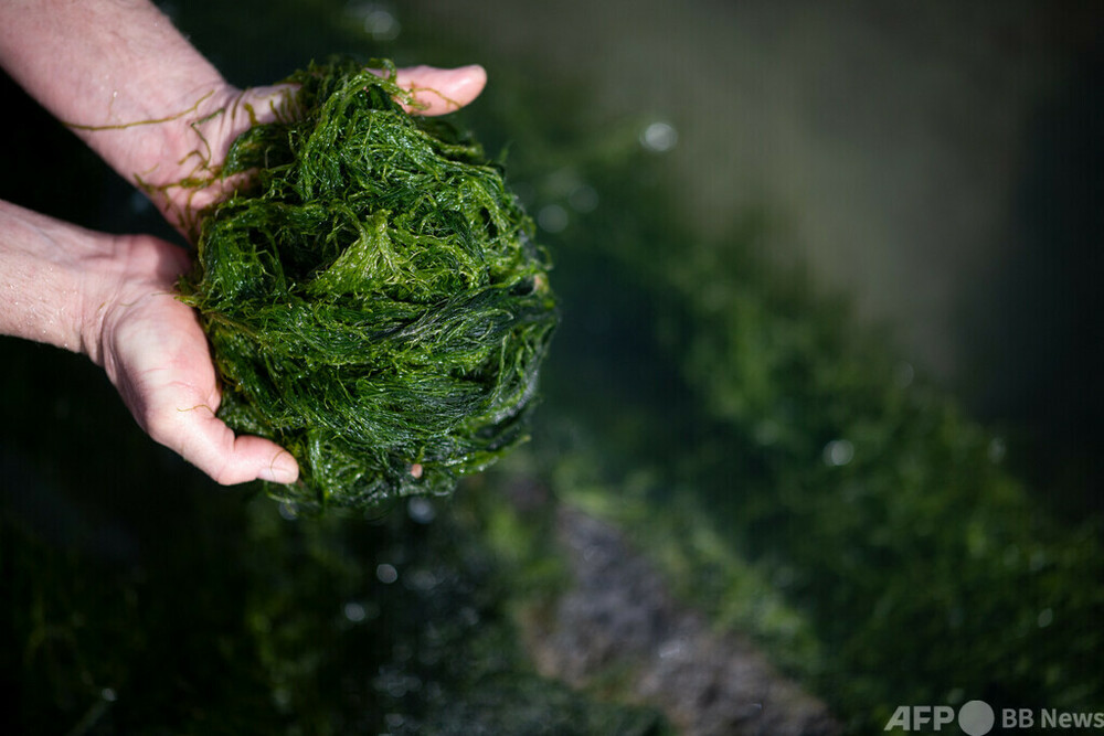The UK botanist who helped revive Japan's seaweed industry 写真1枚 国際ニュース ...